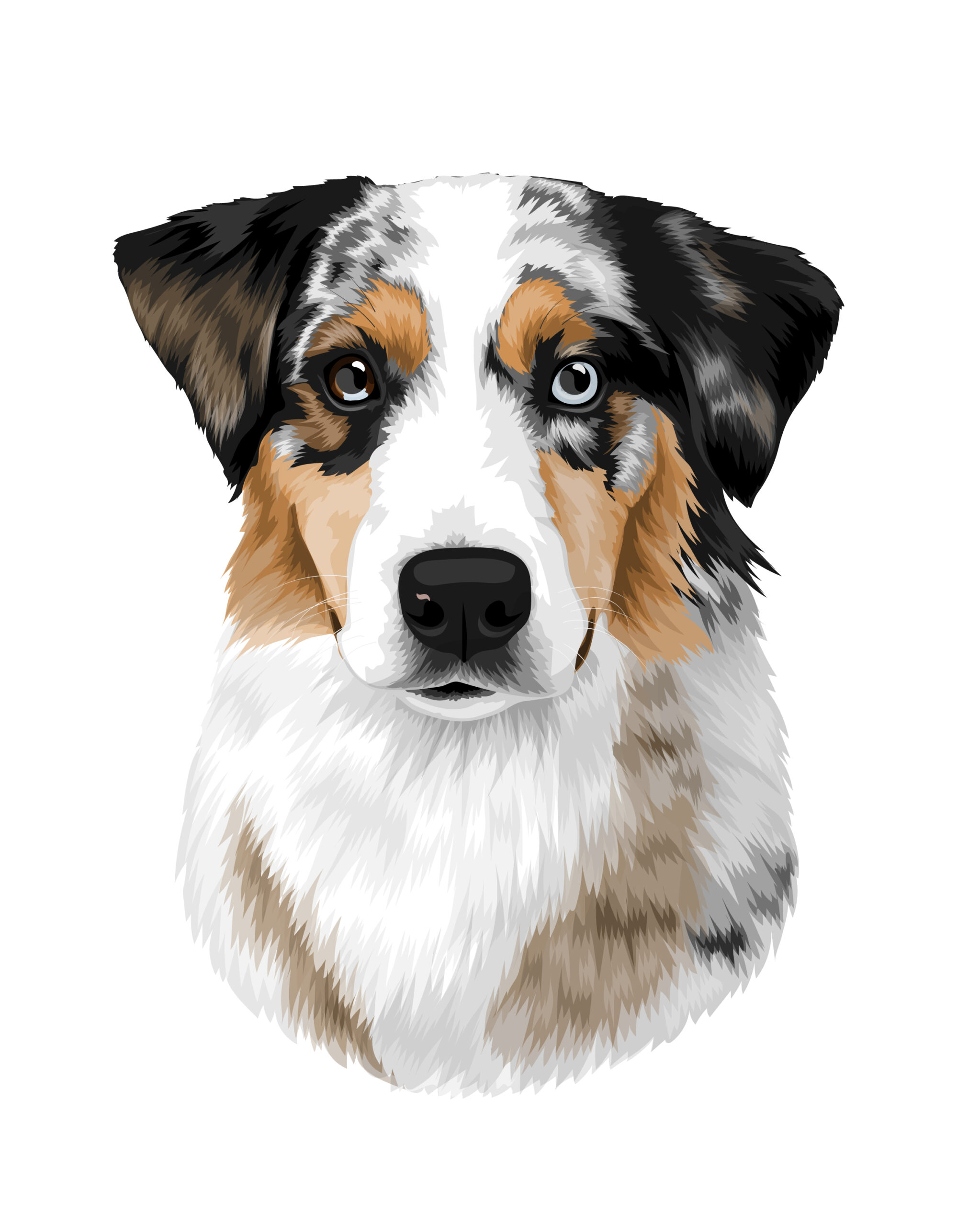 Nala - Green Valley Australian Shepherds